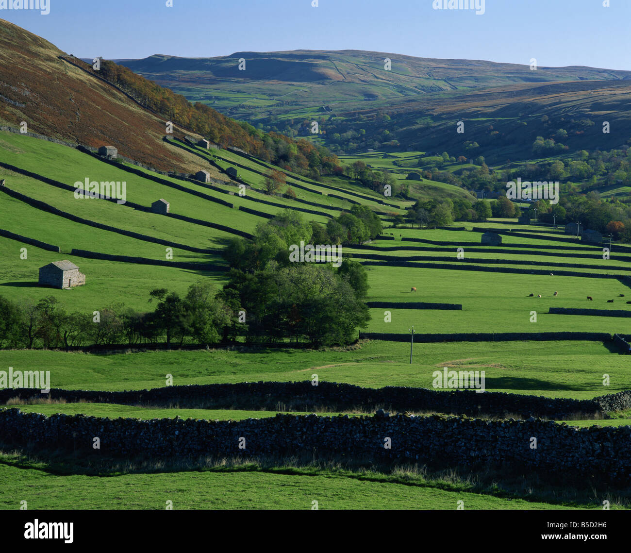 Stone walled fields and farm buildings in valley Swaledale Yorkshire ...