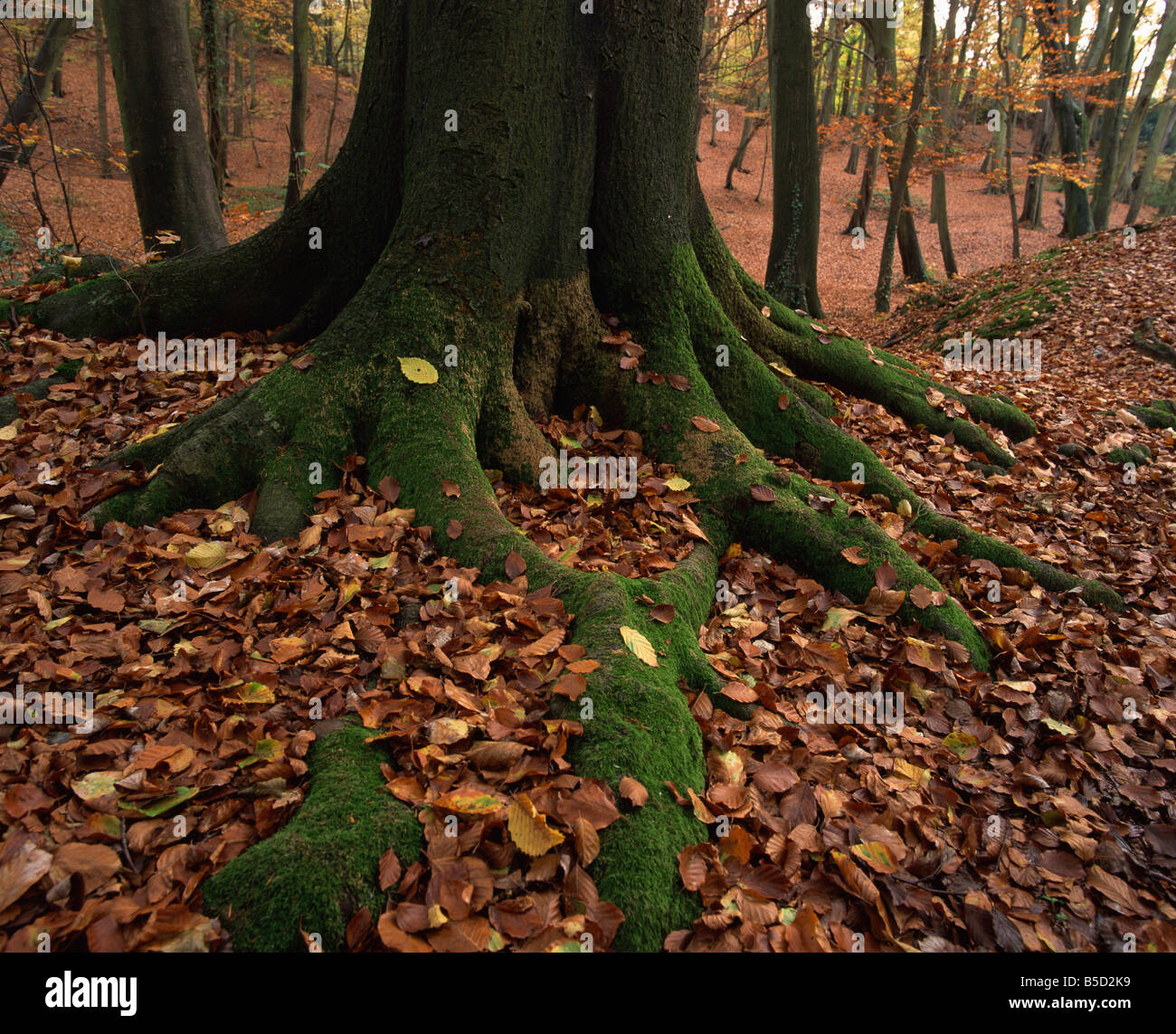 Burnham beeches woodland hi-res stock photography and images - Alamy