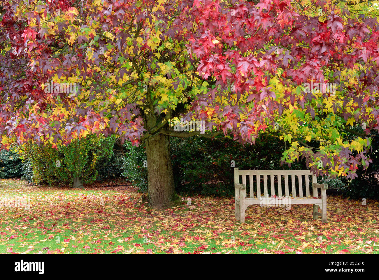 A bench beneath a tree in autumn colours with fallen leaves on the ...