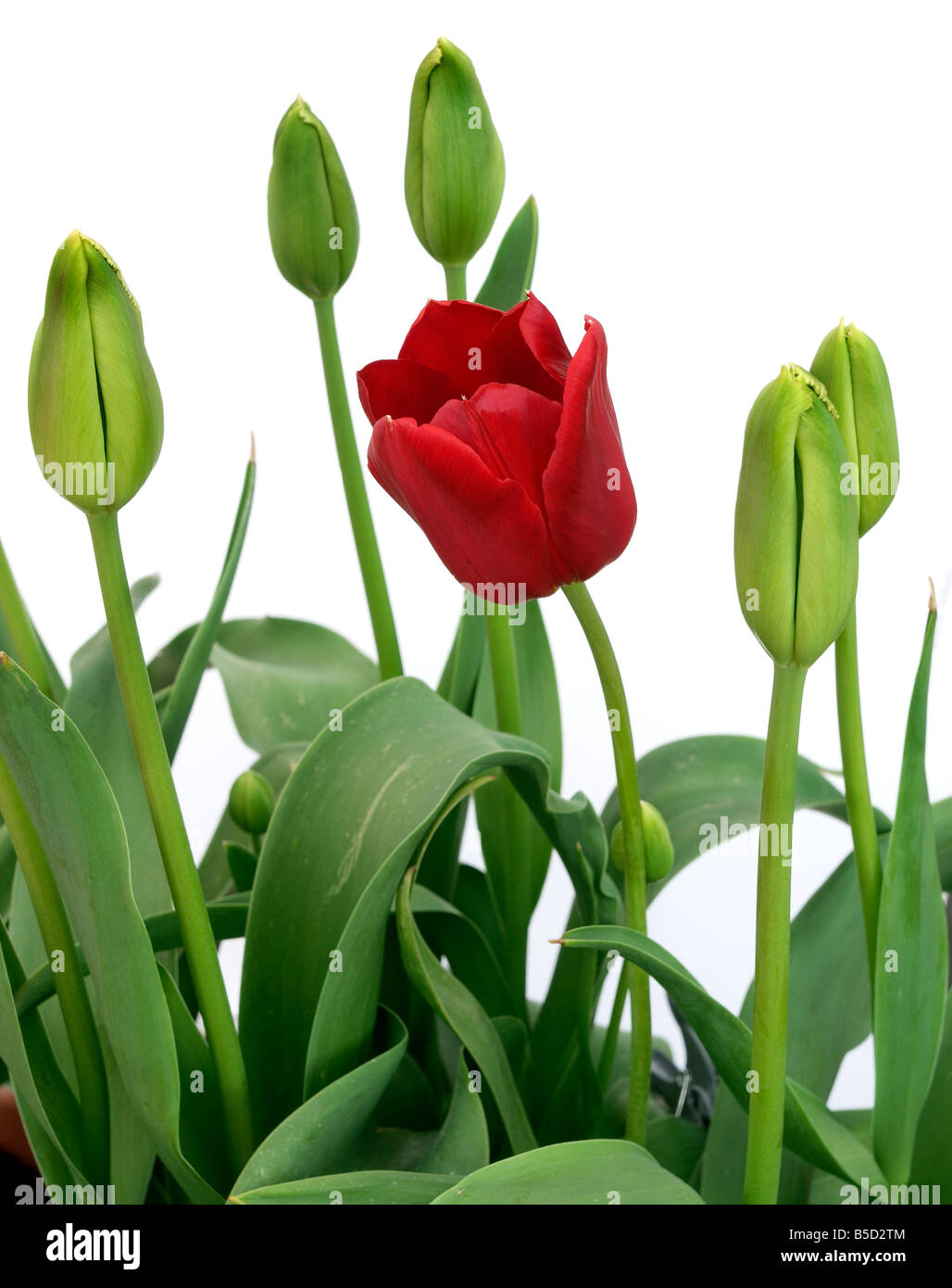 Six buds hi-res stock photography and images - Alamy