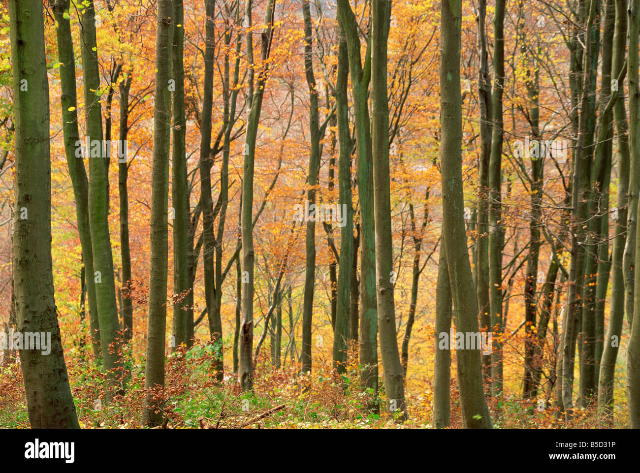 Queen of trees hi-res stock photography and images - Alamy