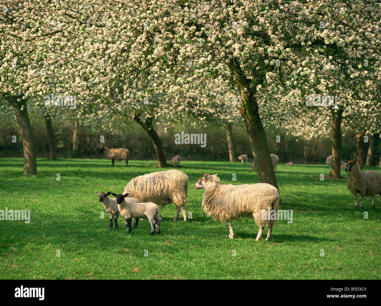 Sheep and lambs under apple trees in a cider orchard in Herefordshire ...
