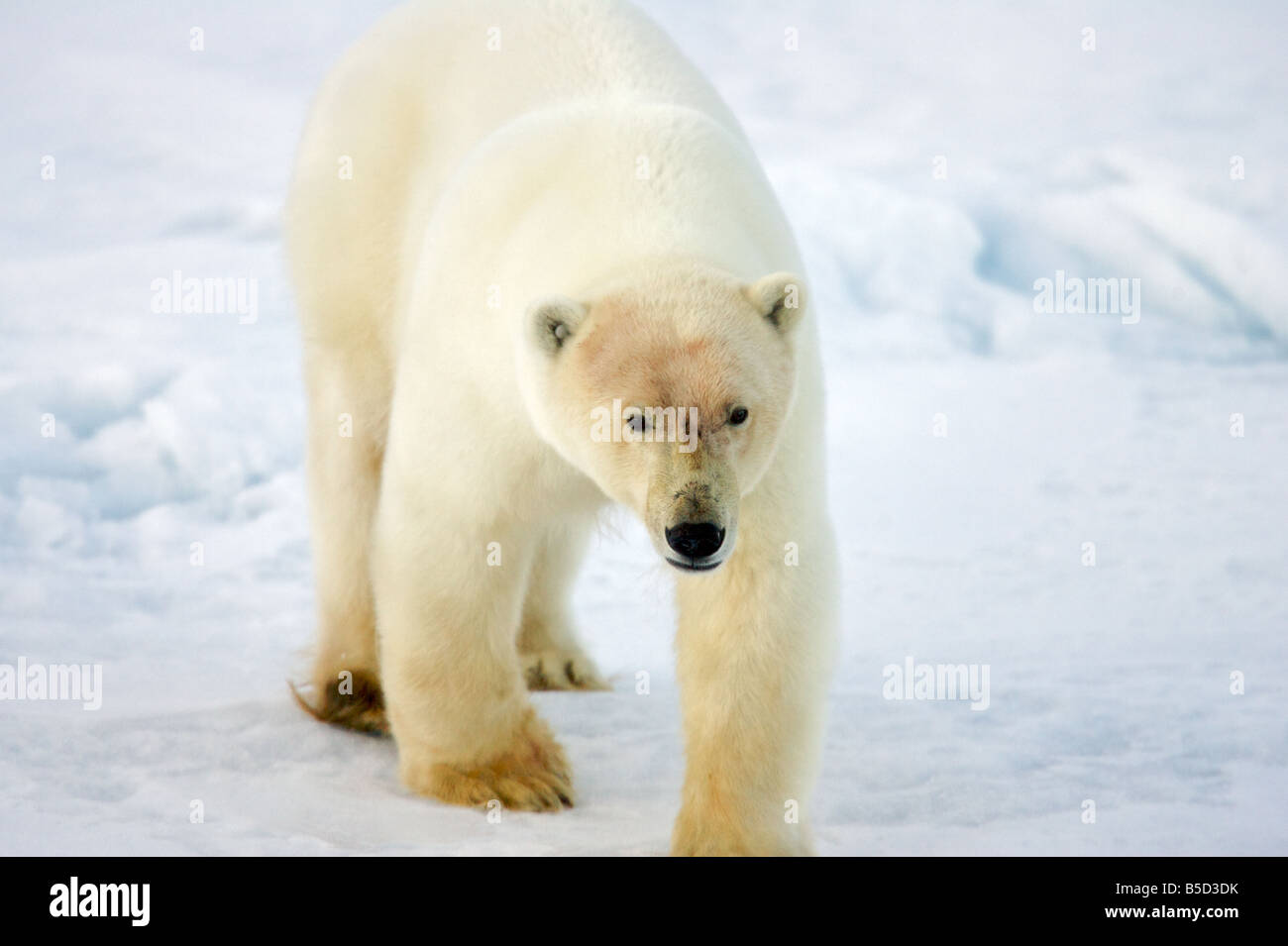Roaming bear hi-res stock photography and images - Alamy