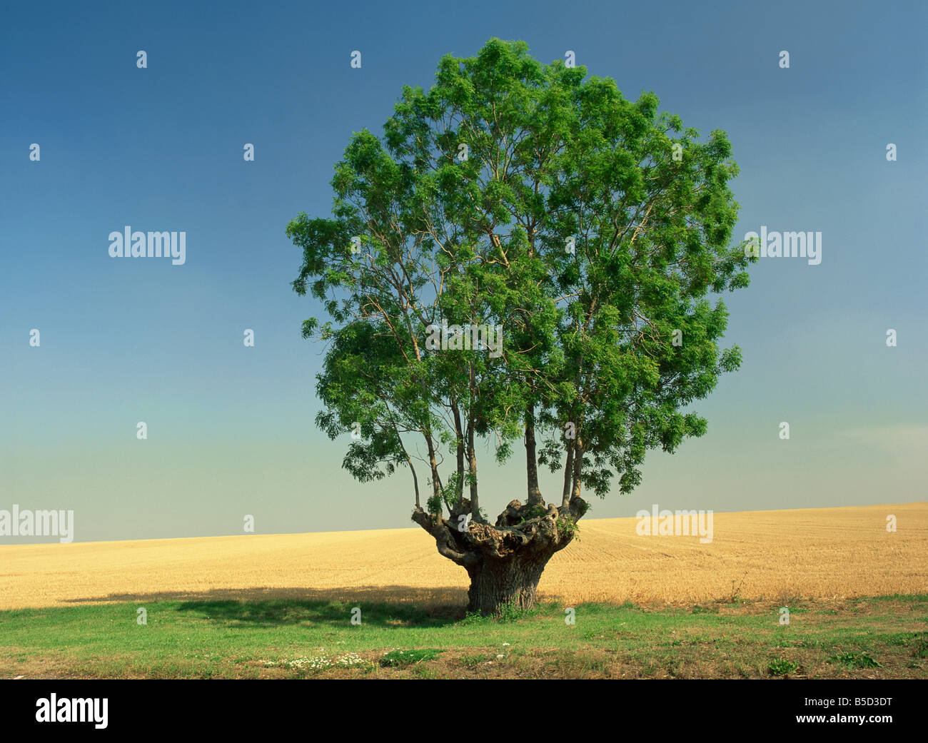 A single ancient tree in farmland near Ely in Cambridgeshire, England ...