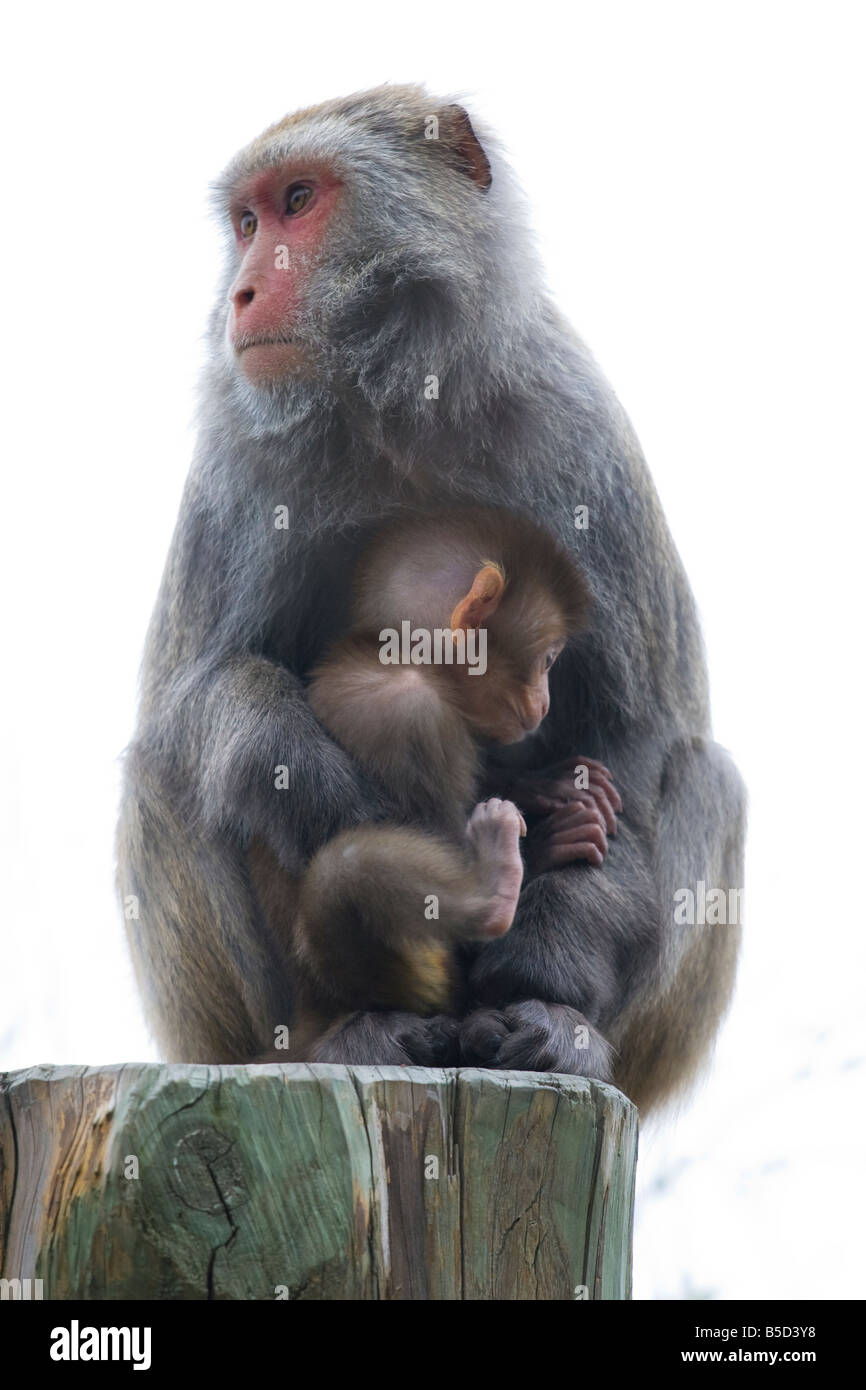 Wild monkey (formosan macaque) with its child Stock Photo - Alamy