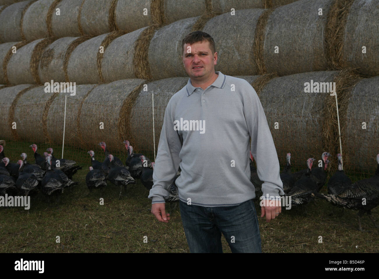 Free Range Organic Turkey Farm Stock Photos & Free Range Organic Turkey ...