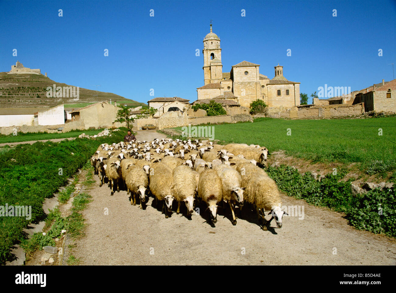 Shepherd and his flock of sheep, Church of Santa Maria del Manzano ...