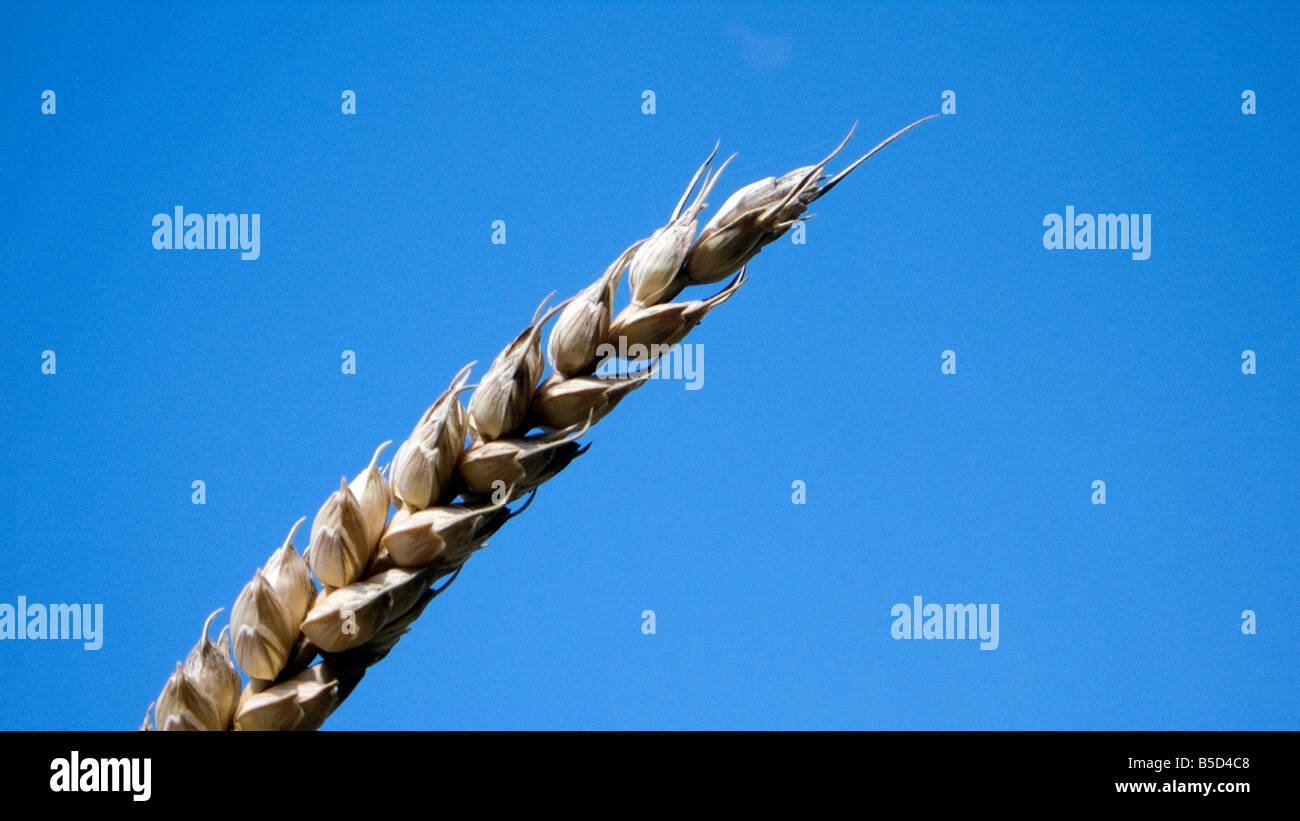 Blue corn fungus hi-res stock photography and images - Alamy
