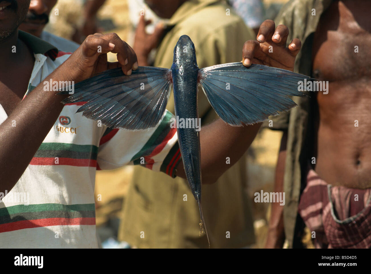 Flying With Fish Stock Photos & Flying With Fish Stock Images - Alamy