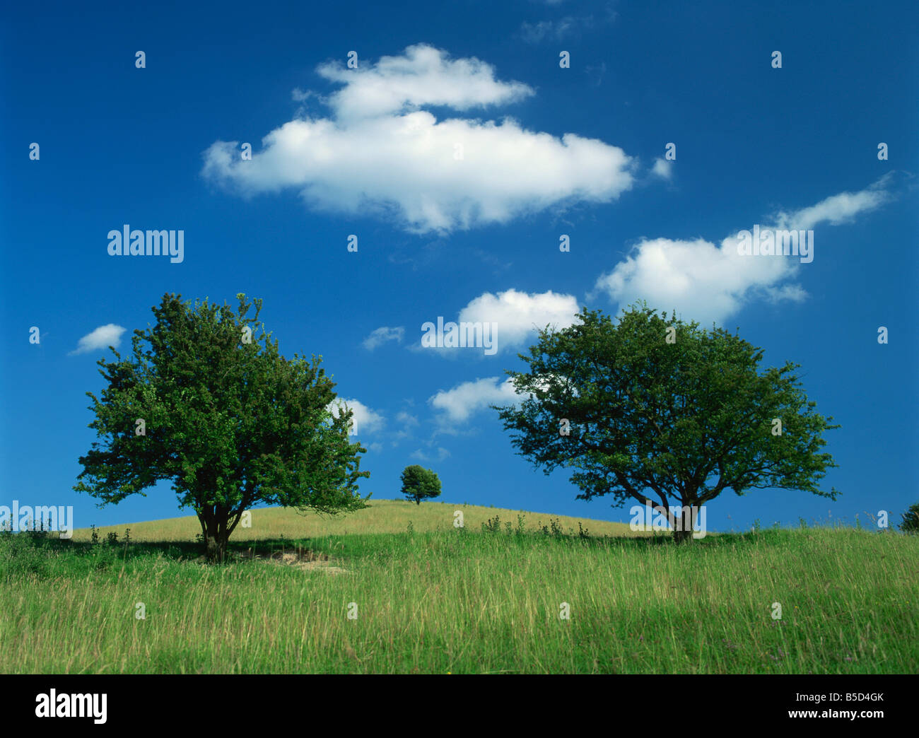 Tumuli Pitstone Hill beside the Chilterns Ridgeway path Buckinghamshire ...