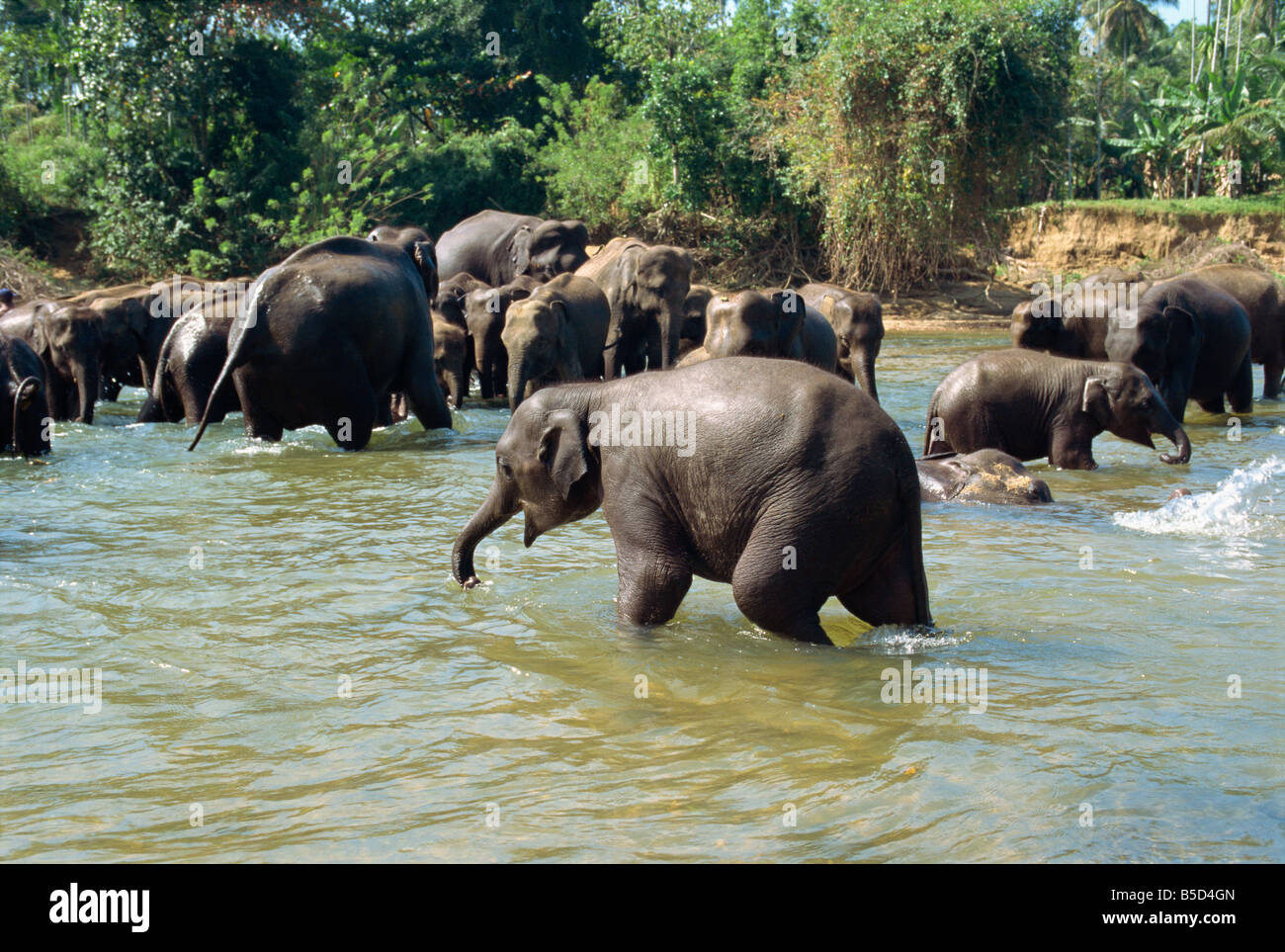 Elephant being natural hi-res stock photography and images - Alamy