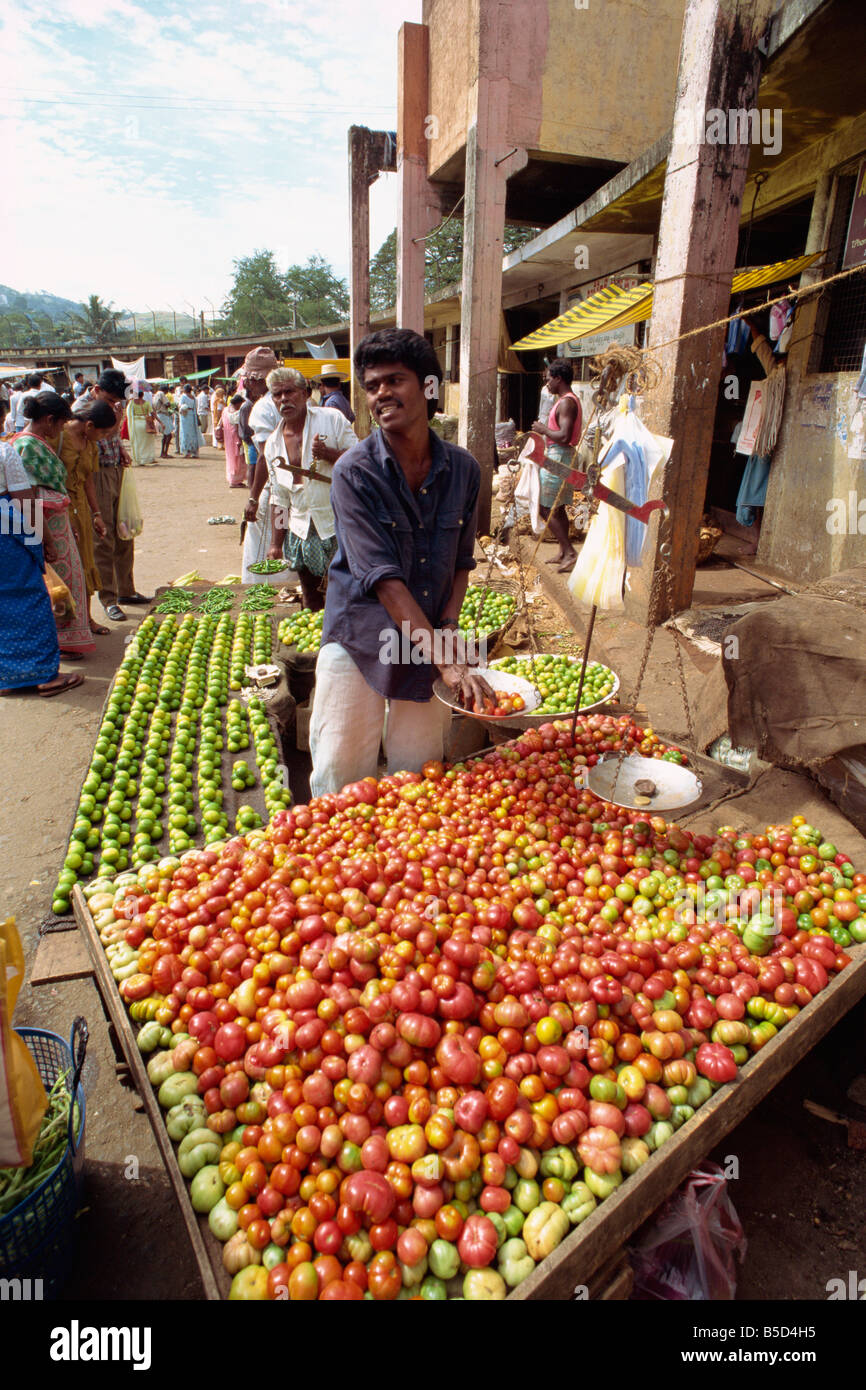 Market vendor selling tomatoes main market area Kandy Sri Lanka Asia ...