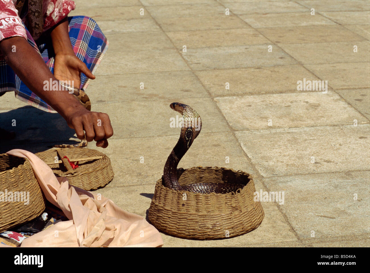 Snakes of sri lanka hi-res stock photography and images - Alamy