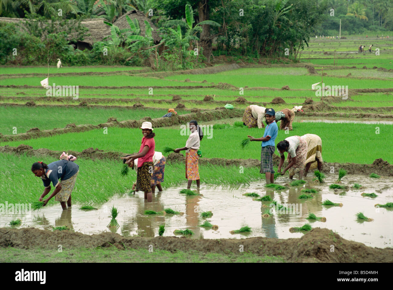 Planting out rice Sri Lanka Asia Stock Photo - Alamy