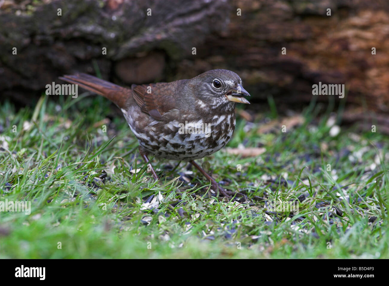 Fox sparrow hi-res stock photography and images - Alamy