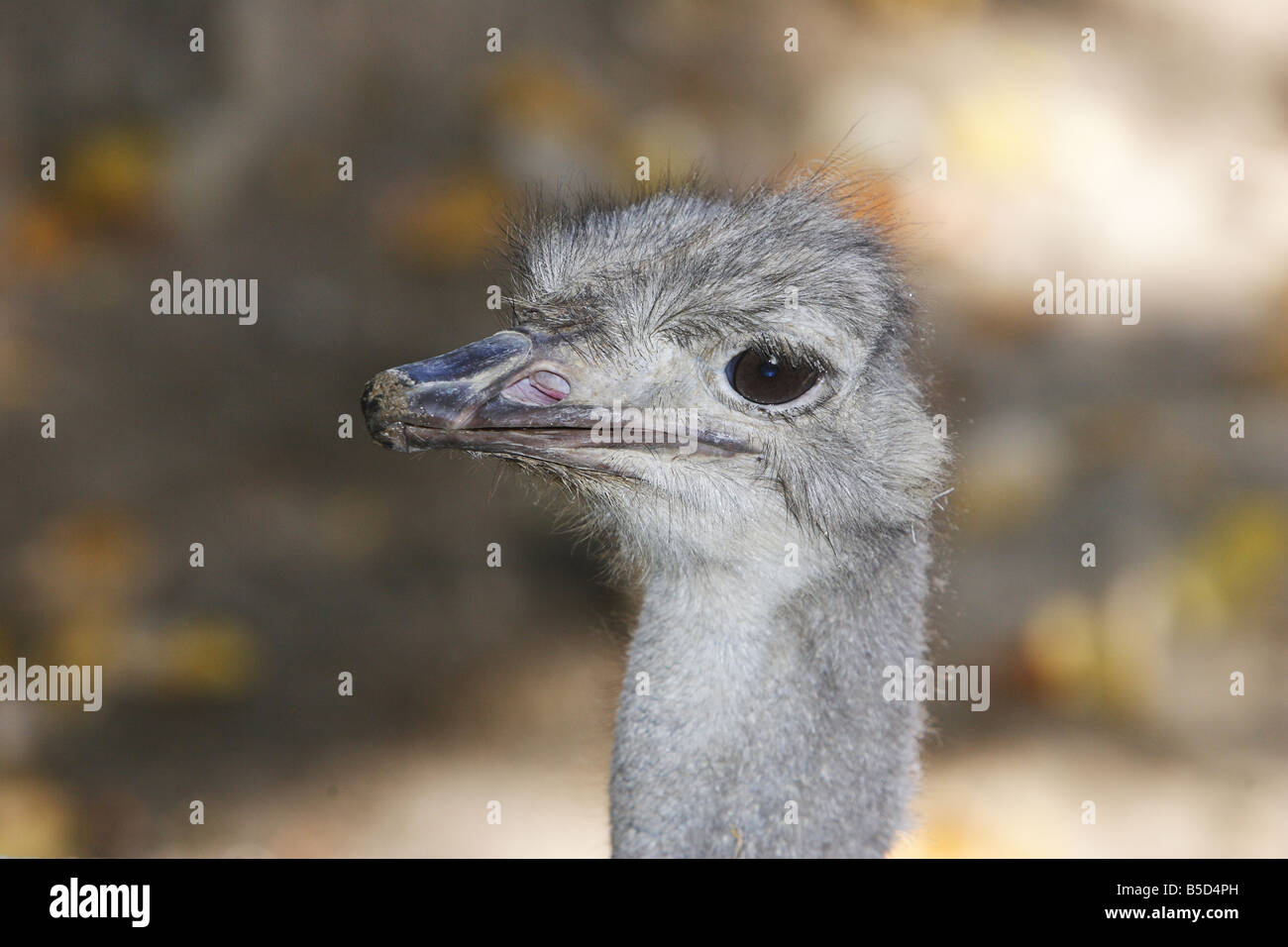 The close up face of an ostrich Stock Photo - Alamy