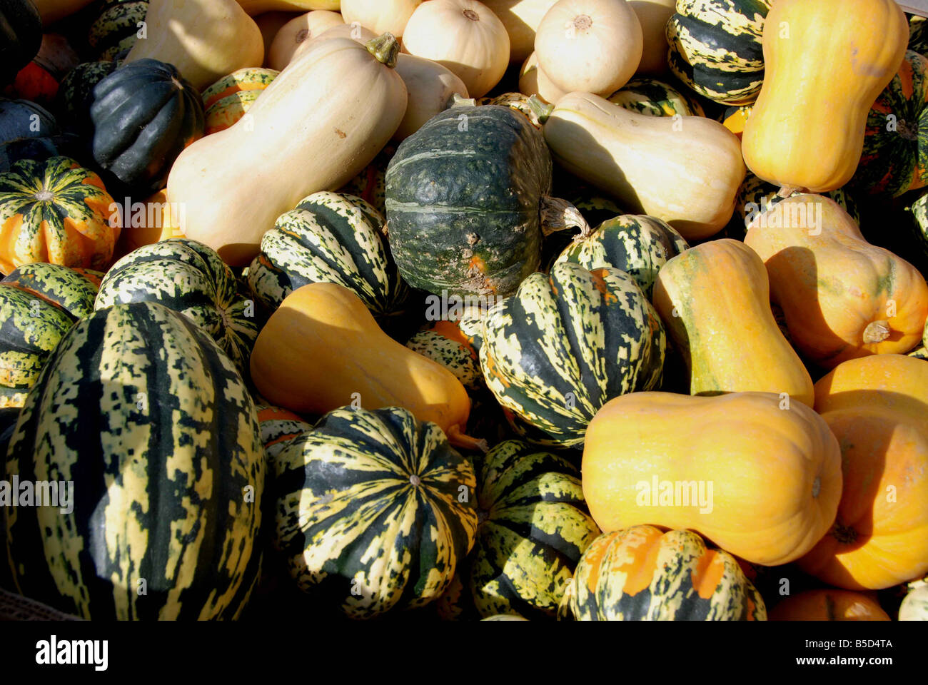 Fall squash hi-res stock photography and images - Alamy