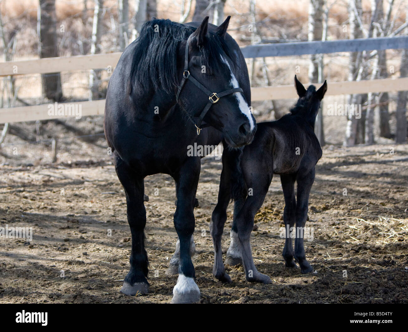 Percheron draft horse newborn foal hi-res stock photography and images - Alamy
