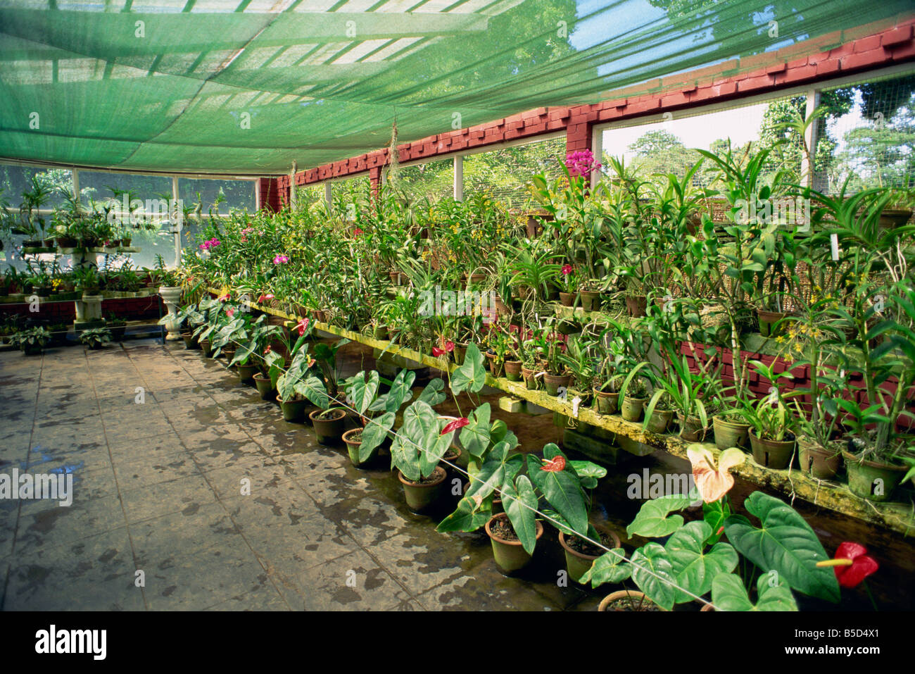 Botanical Gardens Peradeniya Kandy Sri Lanka Asia Stock Photo - Alamy