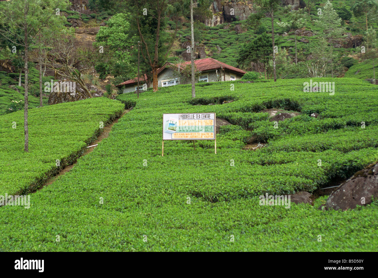 Tea plantations Nuwara Eliya area Sri Lanka Asia Stock Photo - Alamy