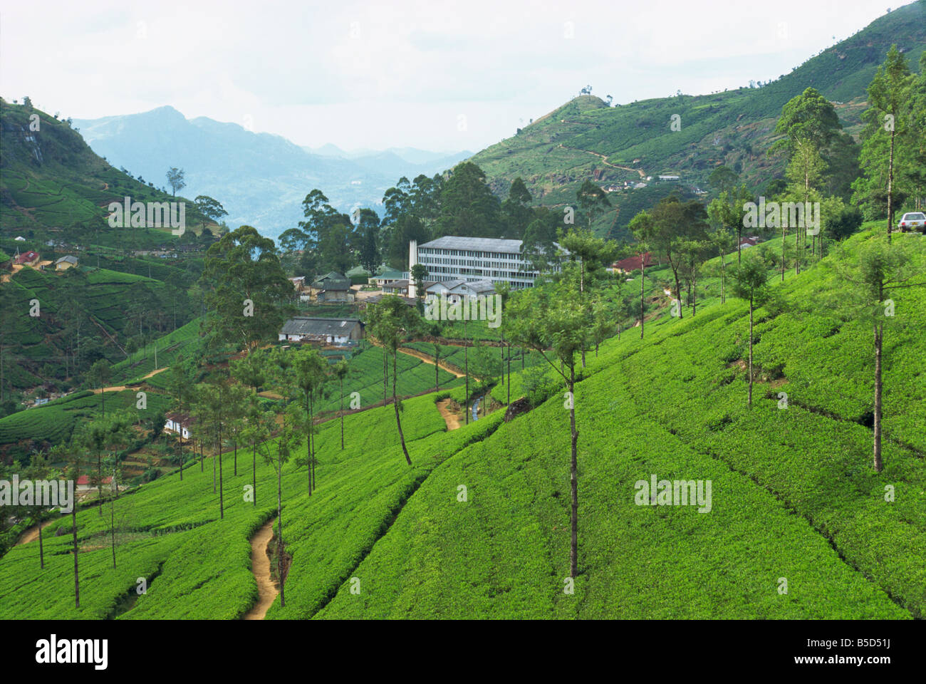 Tea plantations Nuwara Eliya area Sri Lanka Asia Stock Photo - Alamy