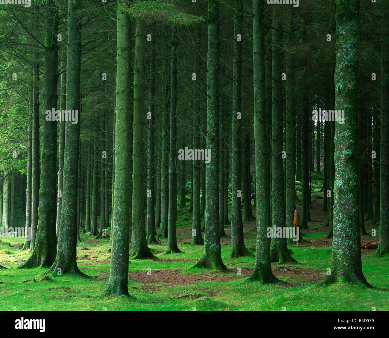 Bellever Forest Dartmoor Devon England L Frost Stock Photo - Alamy