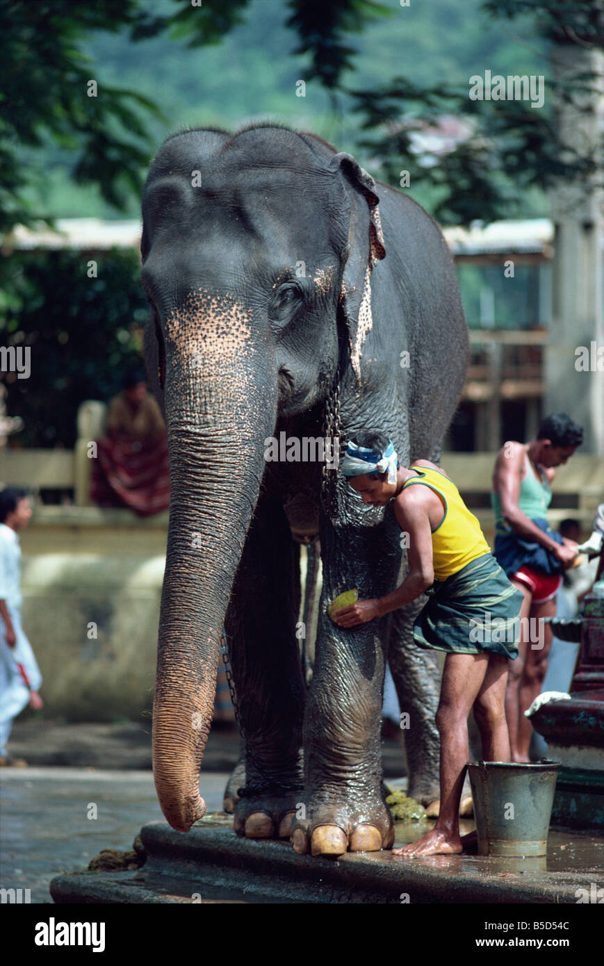 Man washing working elephant Kandy Sri Lanka Asia A Evrard Stock Photo ...