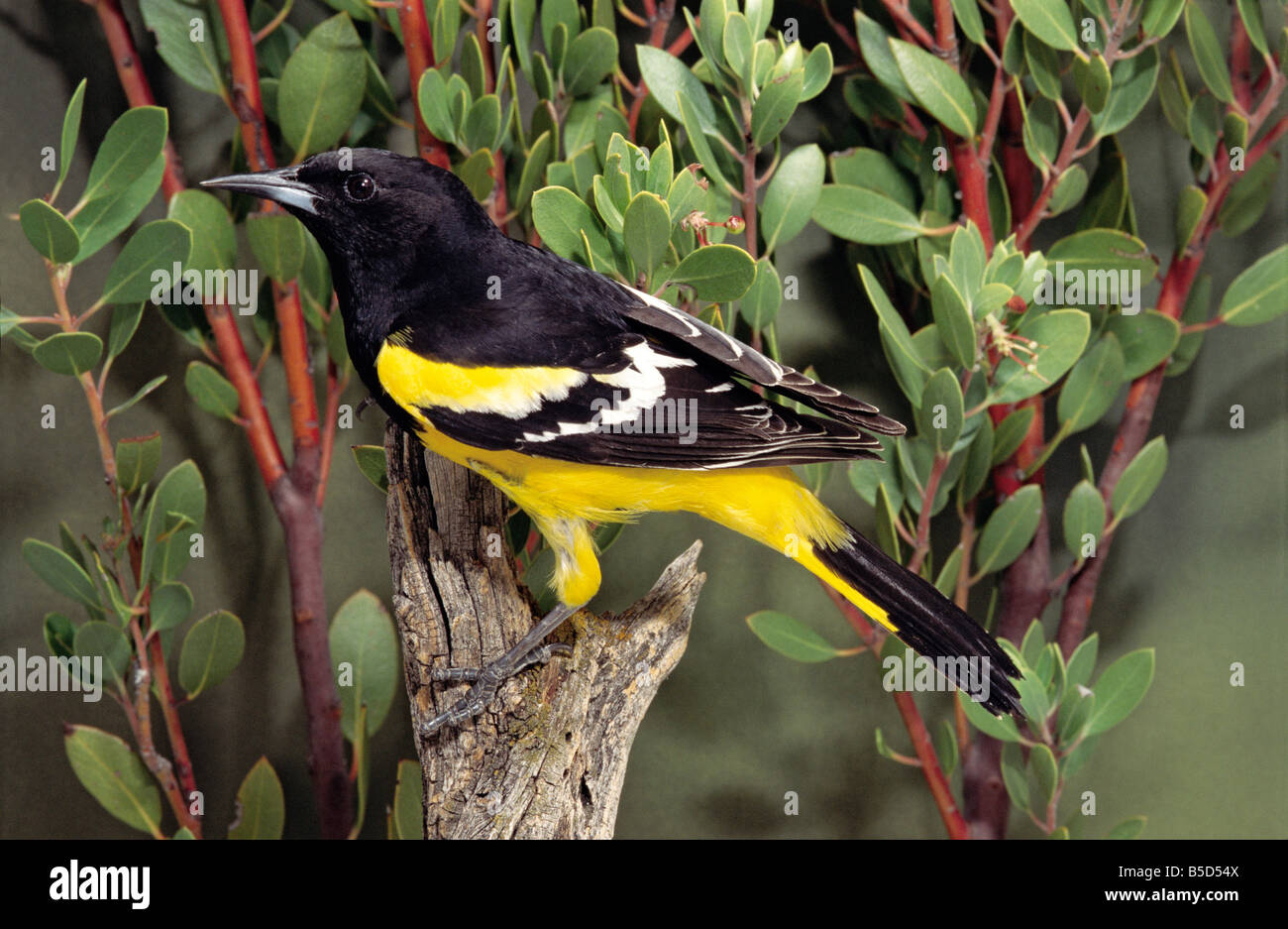 Scott's Oriole Icterus parisorum Sonoita ARIZONA United States April ...