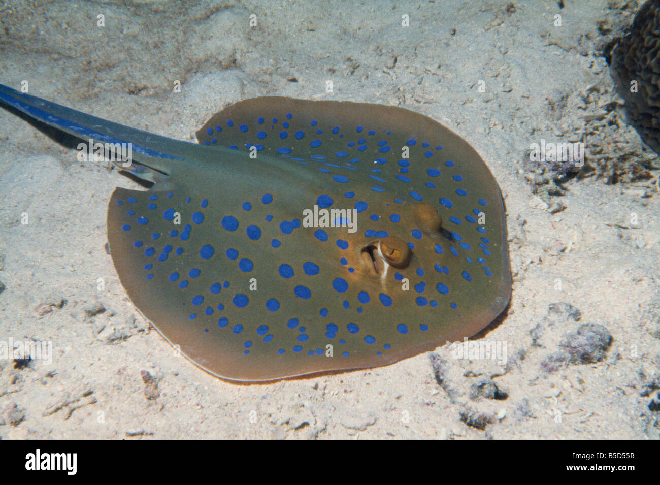 Blue spotted lagoon rays hi-res stock photography and images - Alamy
