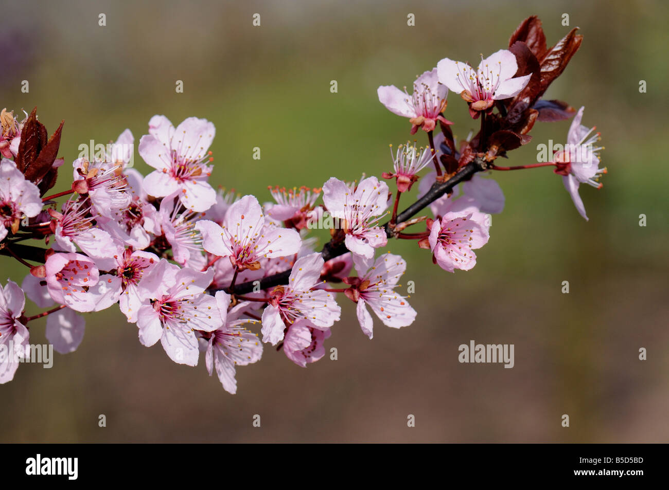 Cherry Plum (Prunus cerasifera nigra) flowering twig Stock Photo - Alamy