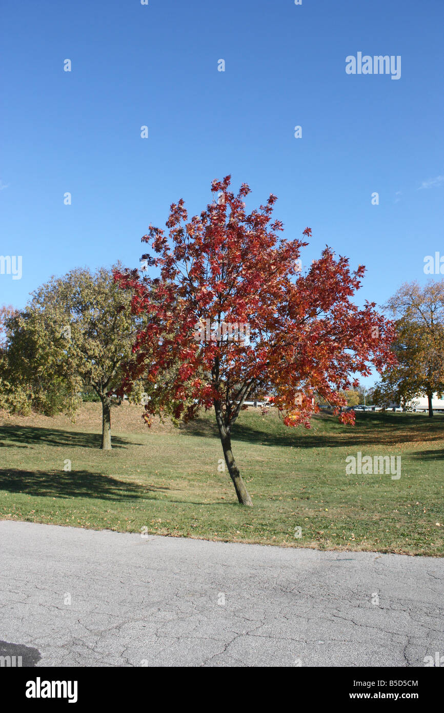 Fall season - change in color of leaves Stock Photo - Alamy