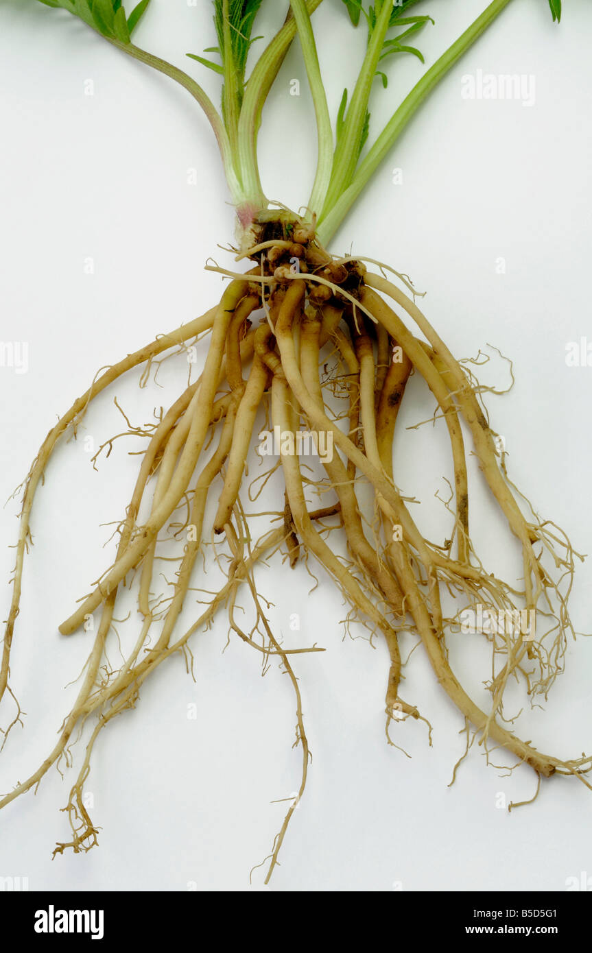 Valeriana officinalis root hi-res stock photography and images - Alamy