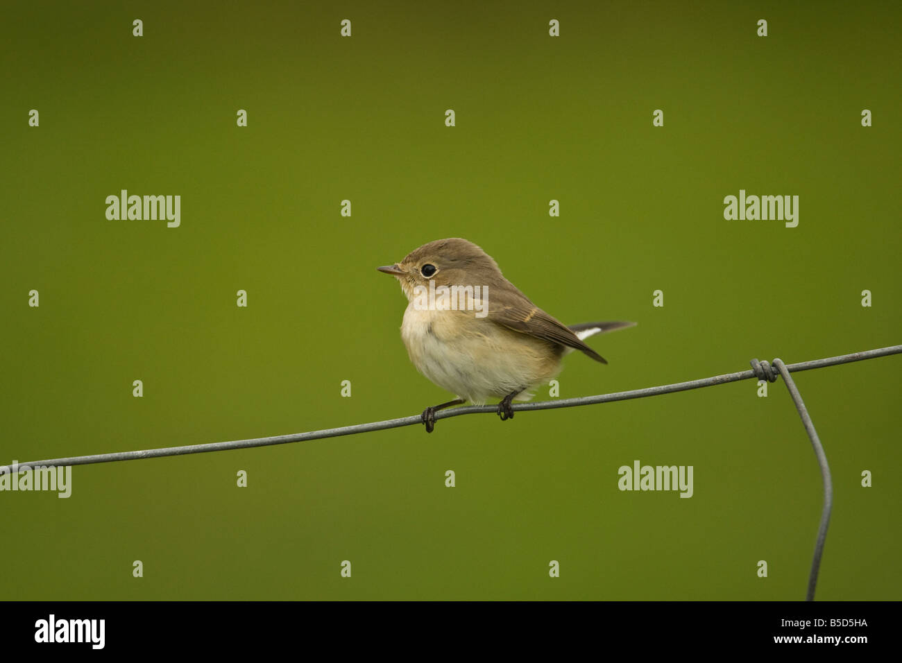 Juvenile Red-breasted Flycatcher (Ficedula parva) at Sumburgh, Shetland ...