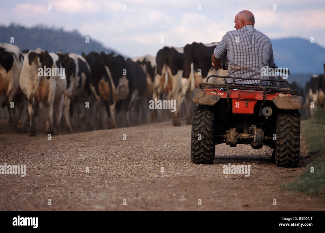 Cattle droving hi-res stock photography and images - Alamy