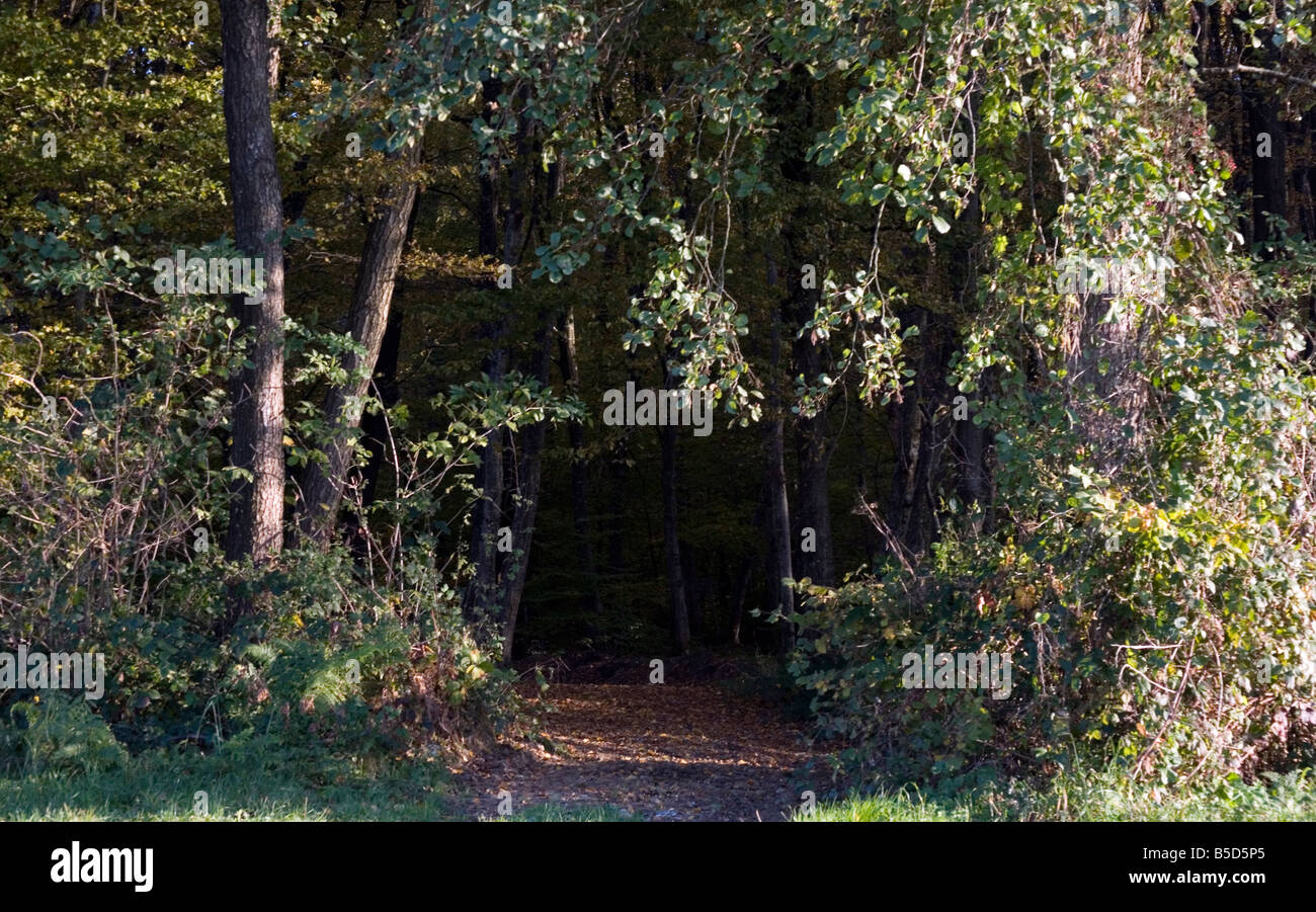 Autumn colors in the woods Stock Photo - Alamy