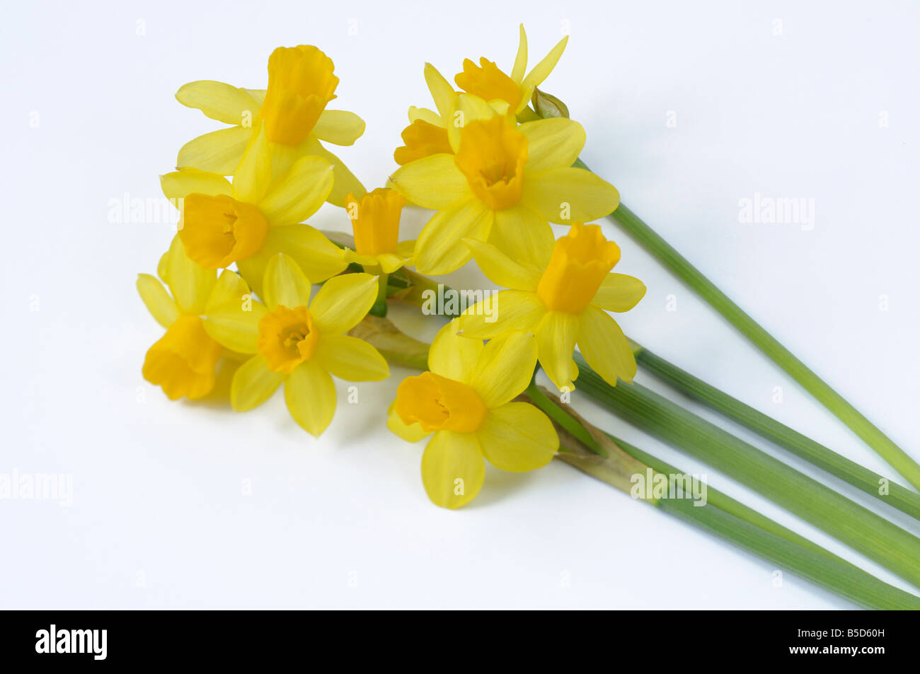 Lent lily tenby daffodil narcissus pseudonarcissus hi-res stock ...