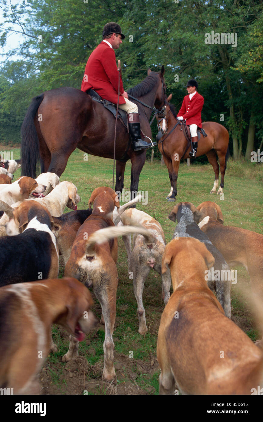 Fox hunting Essex England Uk J Bright Stock Photo - Alamy