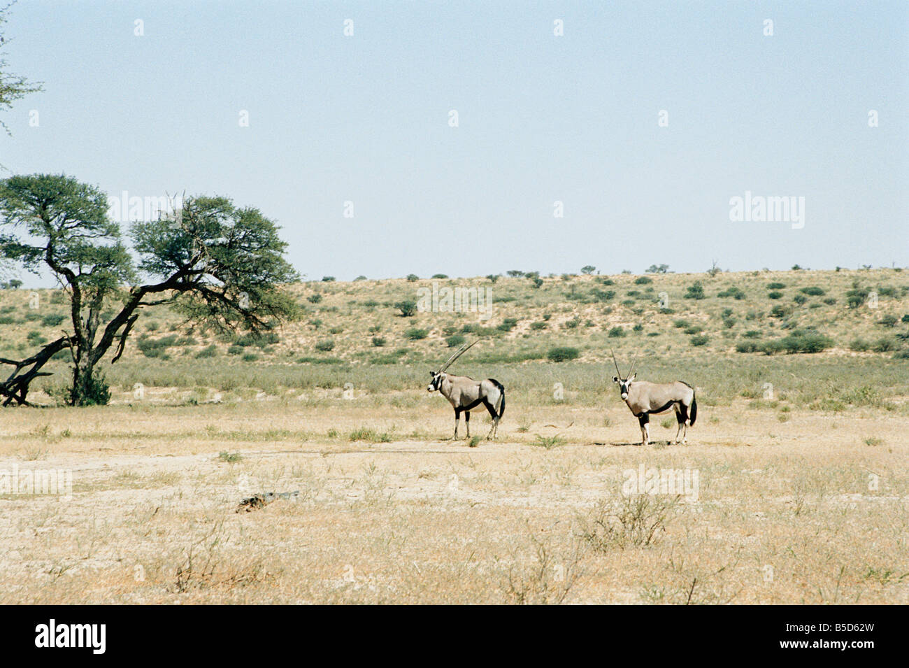 Cape bush buck hi-res stock photography and images - Alamy