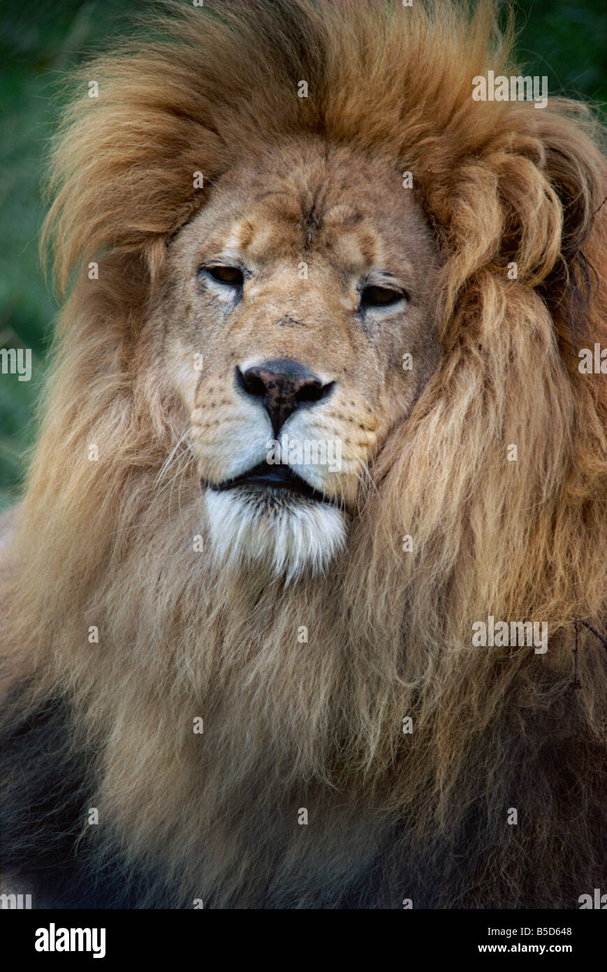 Lion Of England High Resolution Stock Photography and Images - Alamy