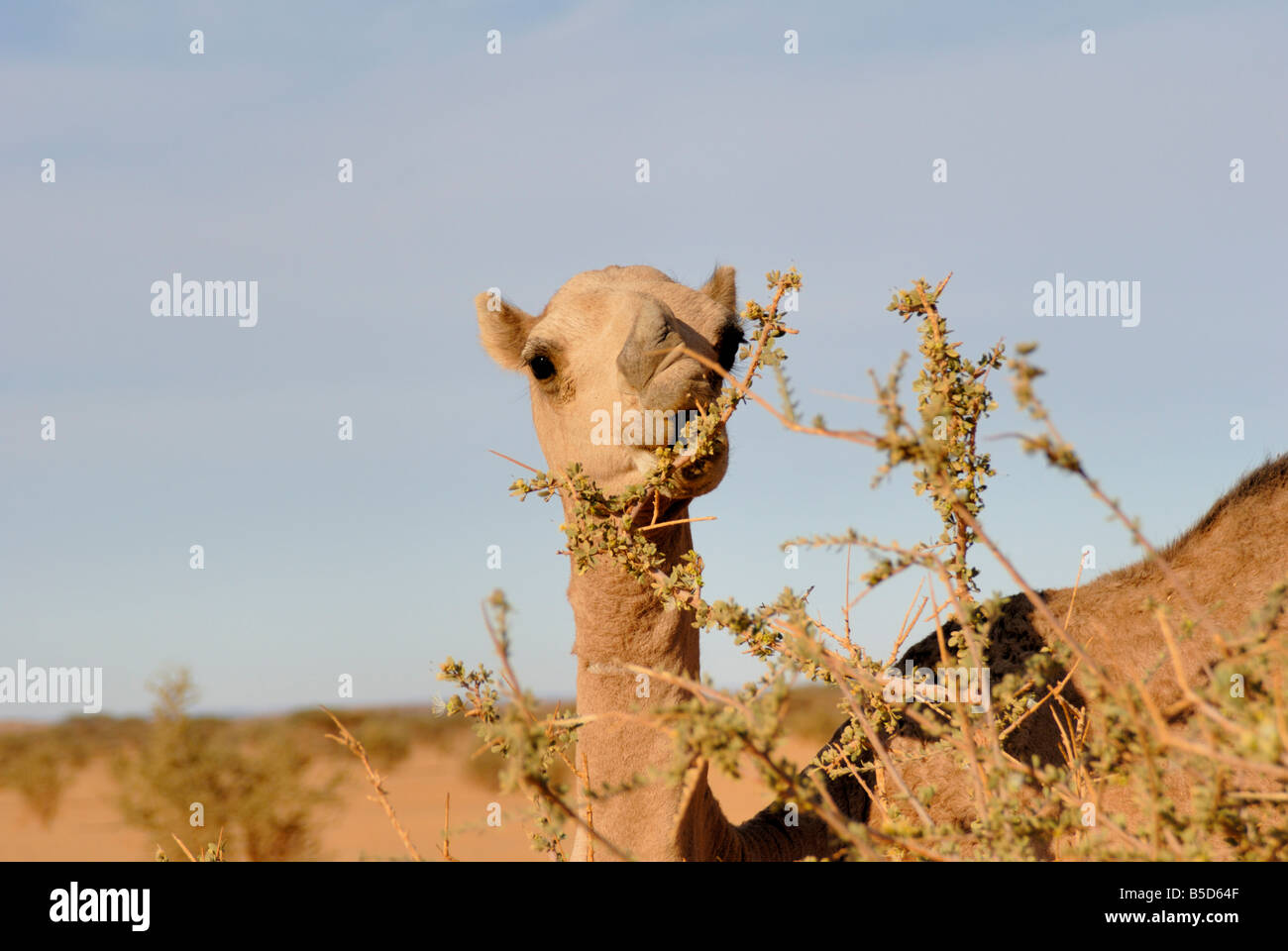 Camel eating acacia, Sudan, Africa Stock Photo - Alamy