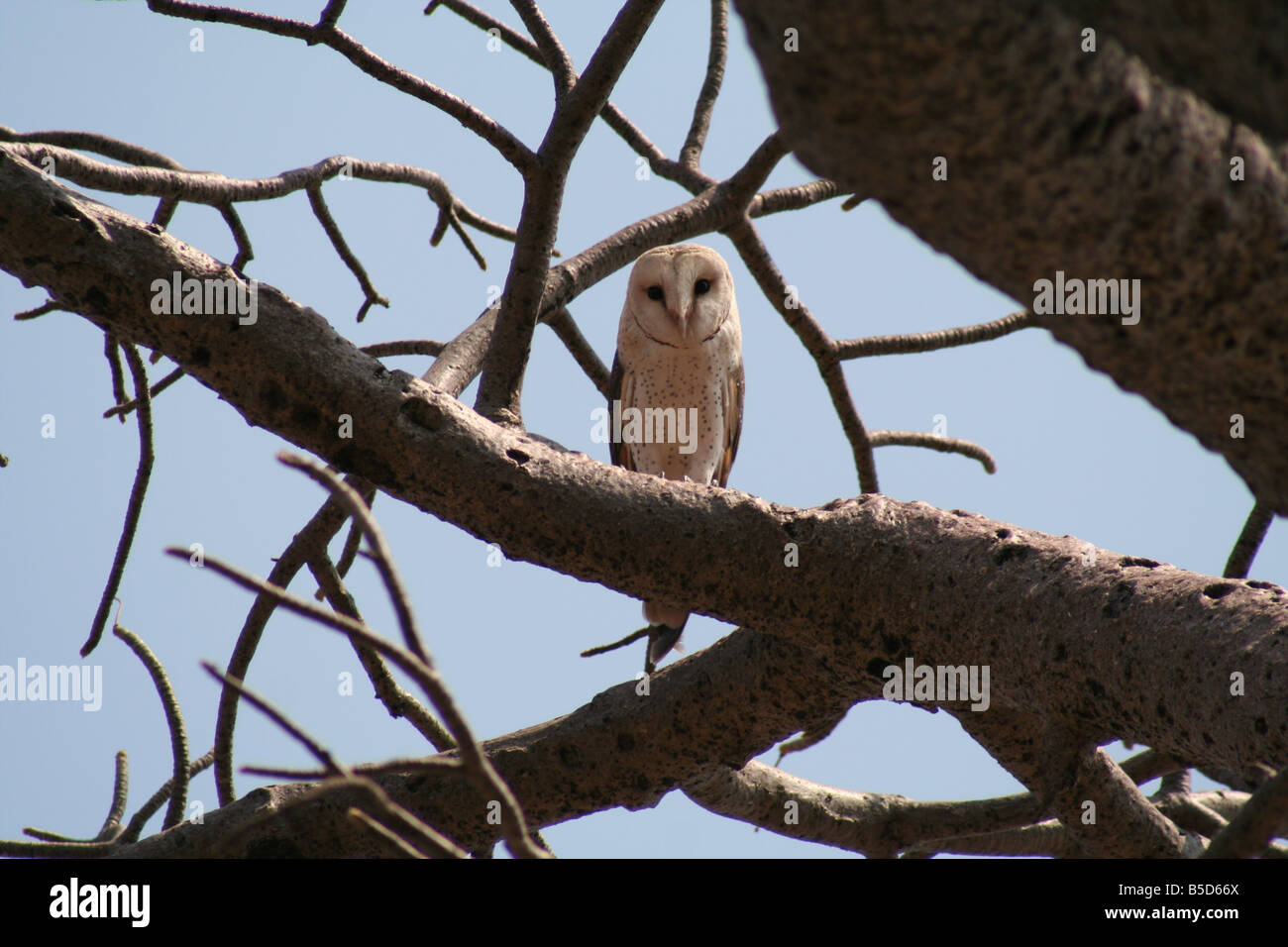 Barn Owl in a Baobab tree Stock Photo - Alamy