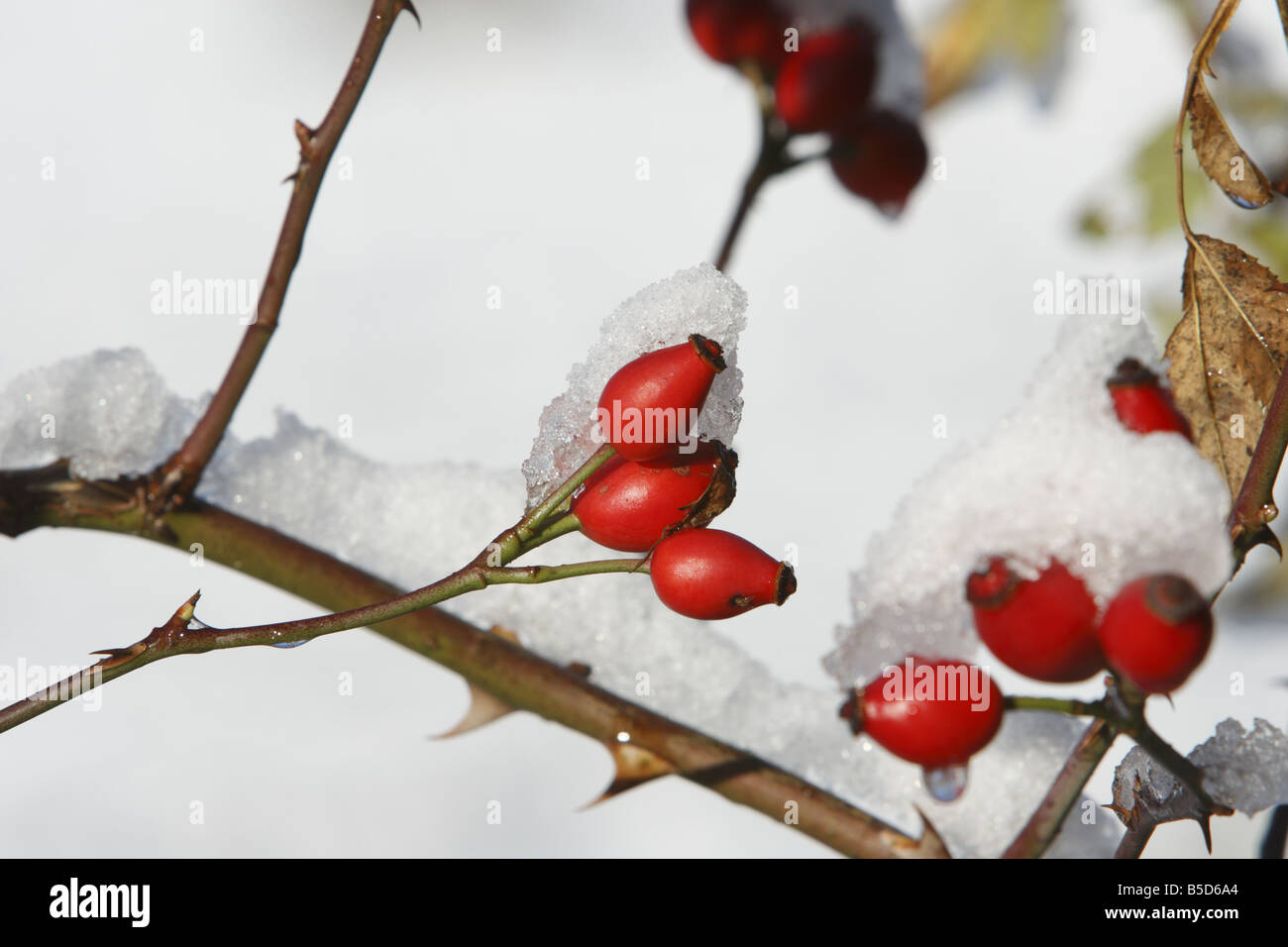Snowy shrub with red berries hi-res stock photography and images - Alamy