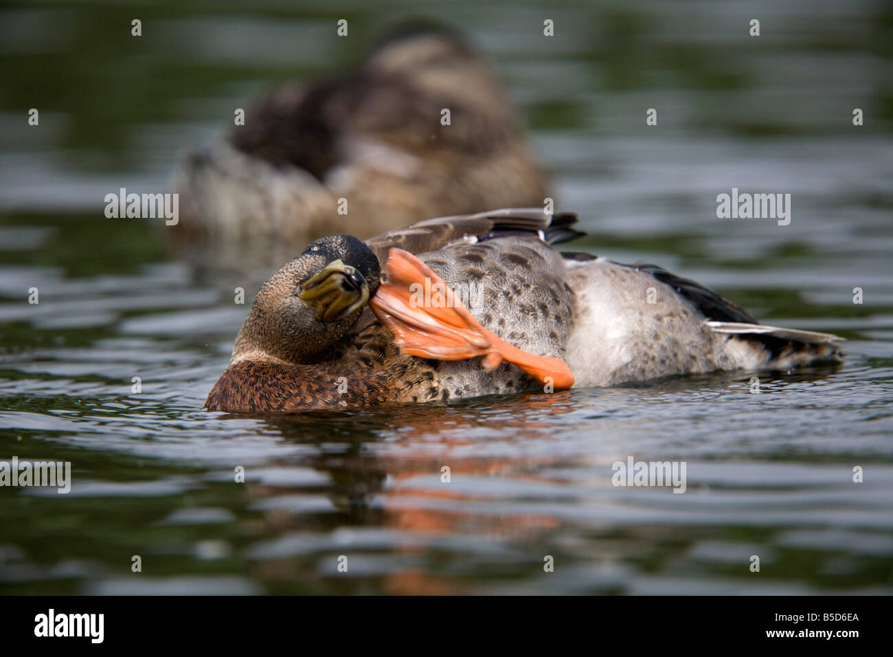 Mallard ‘eclipse’ plumage hi-res stock photography and images - Alamy