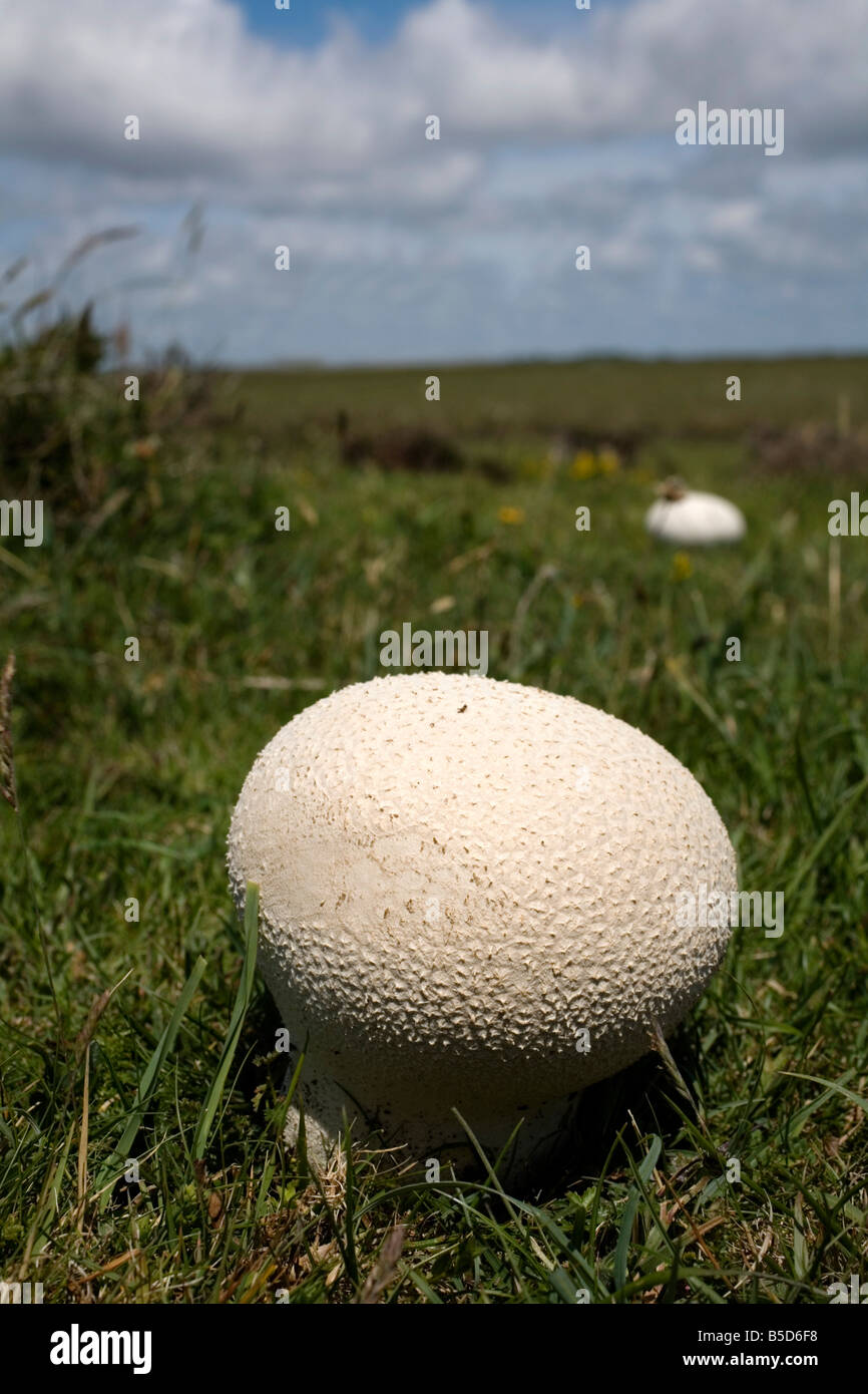 mosaic puffball Calvatia utriformis Stock Photo - Alamy