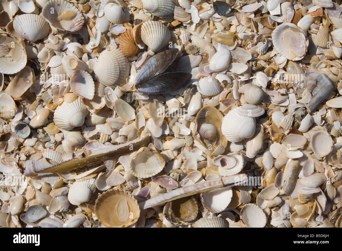 Shells on beach Stock Photo - Alamy