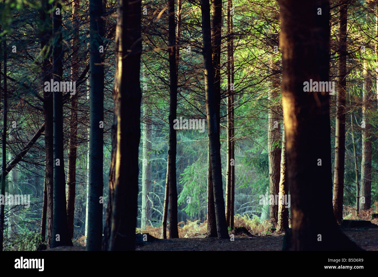 Shady forest scene New Forest Hampshire England UK R Cousins Stock ...