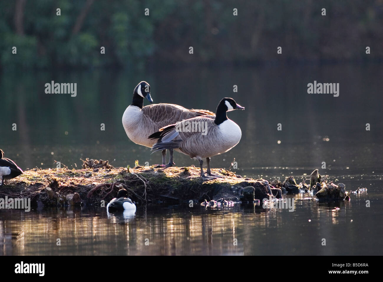 Bernache island hi-res stock photography and images - Alamy