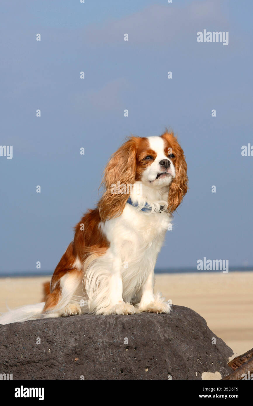 Cavalier King Charles Spaniel blenheim Stock Photo - Alamy