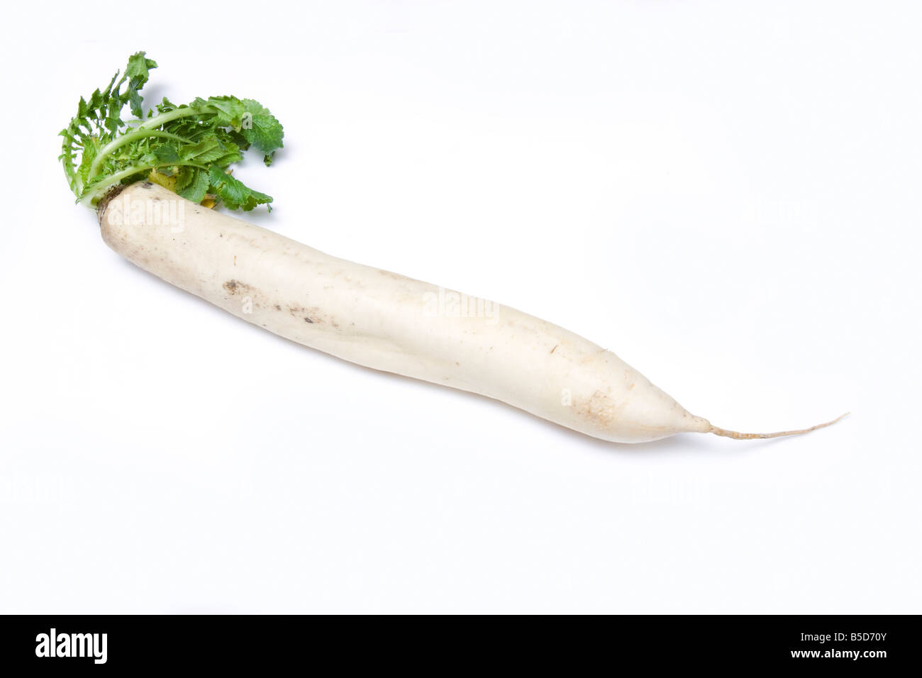 Mooli isolated on a white studio background Stock Photo - Alamy