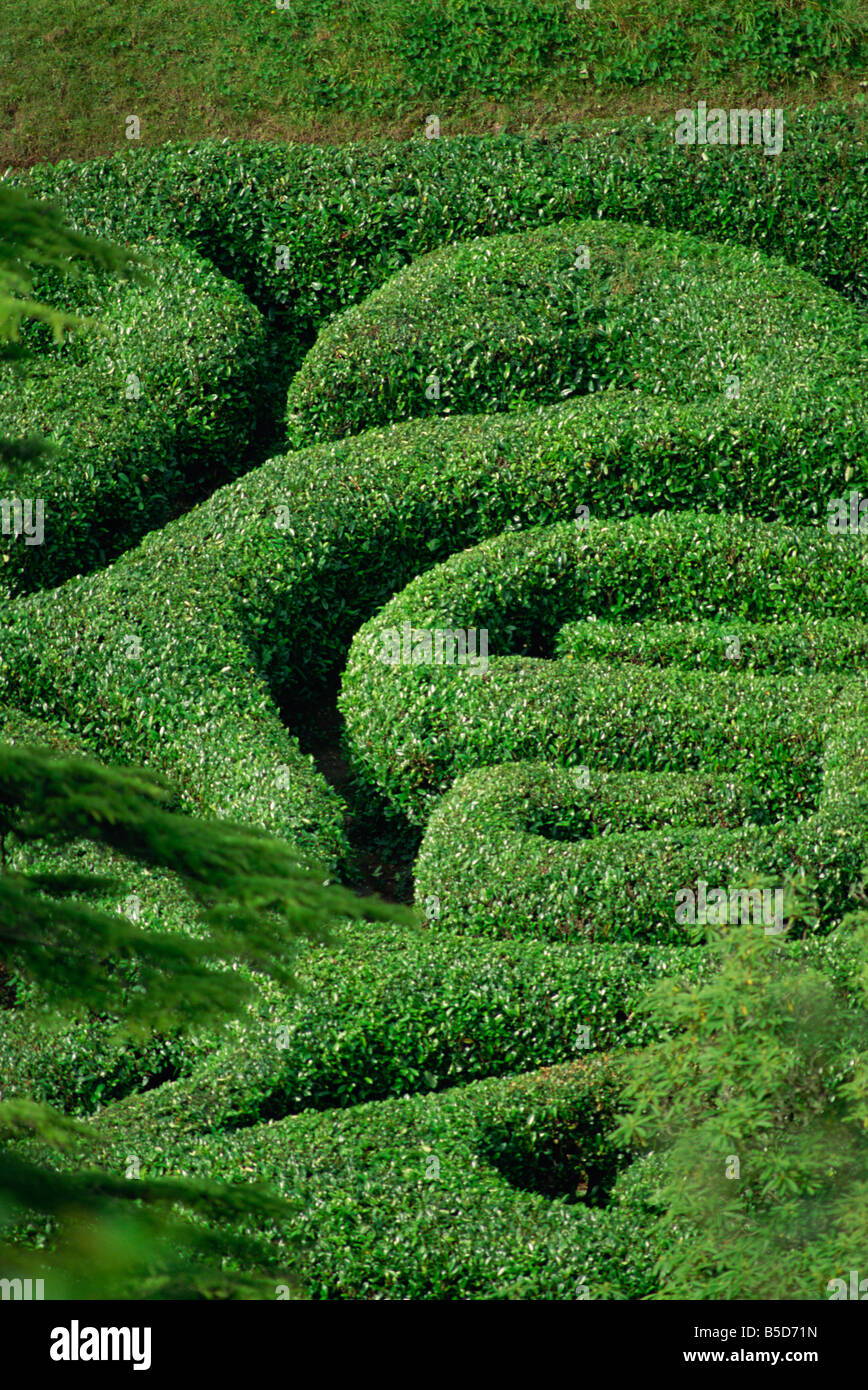 Glendurgan maze hi-res stock photography and images - Alamy